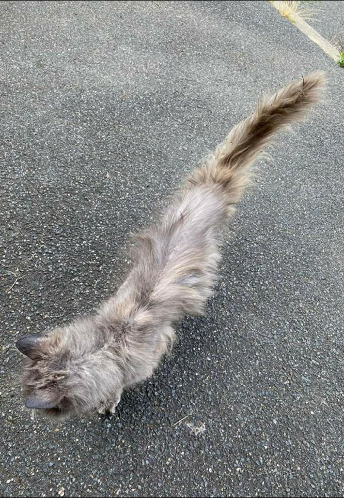 La nuova fidanzata ha un cane e lui caccia di casa Kyrelle, la sua ...