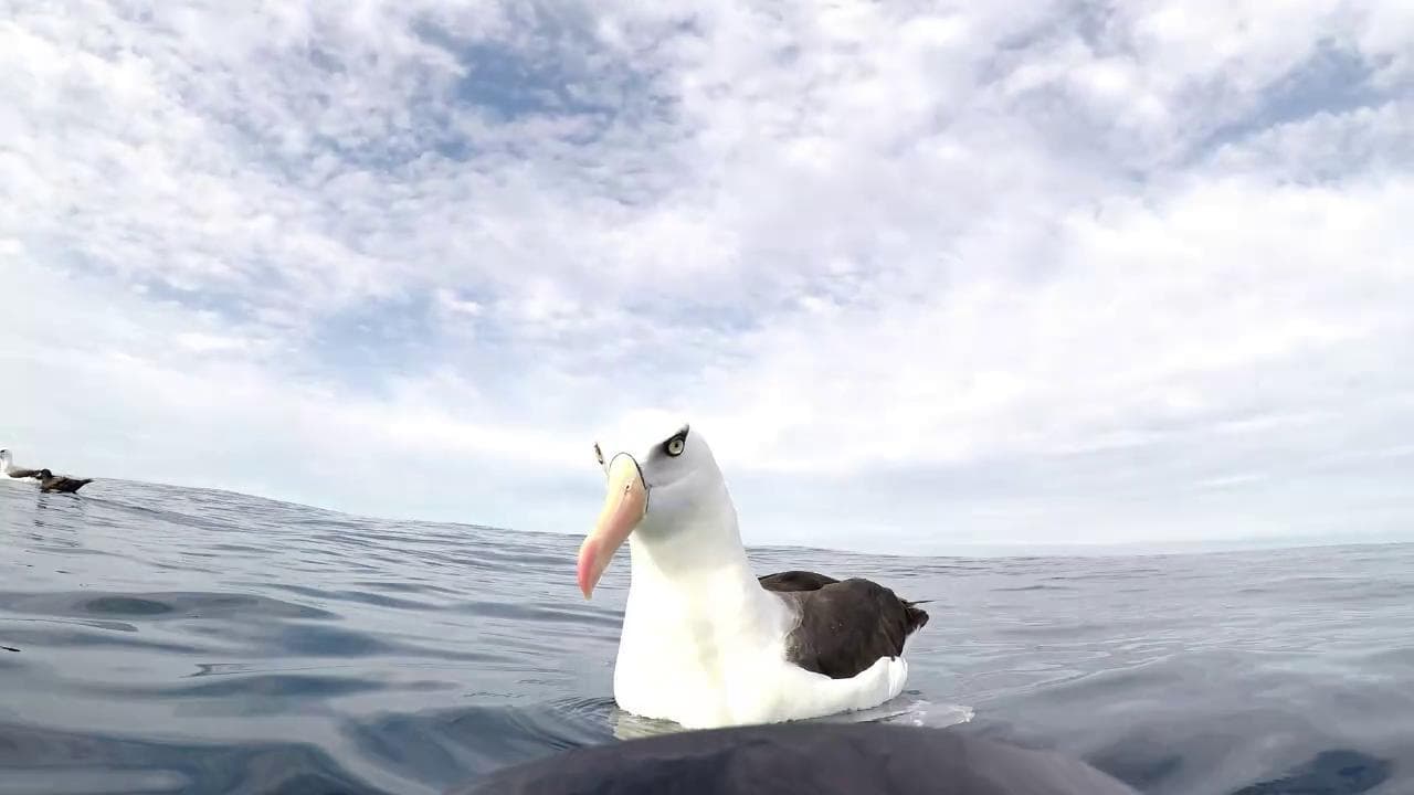 Gli albatros divorziano a causa del cambiamento climatico - la Repubblica