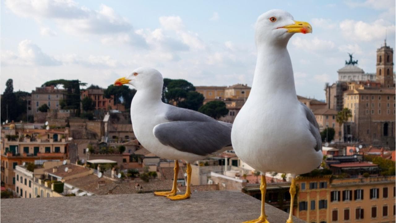Perché i gabbiani hanno invaso le nostre città - la Repubblica