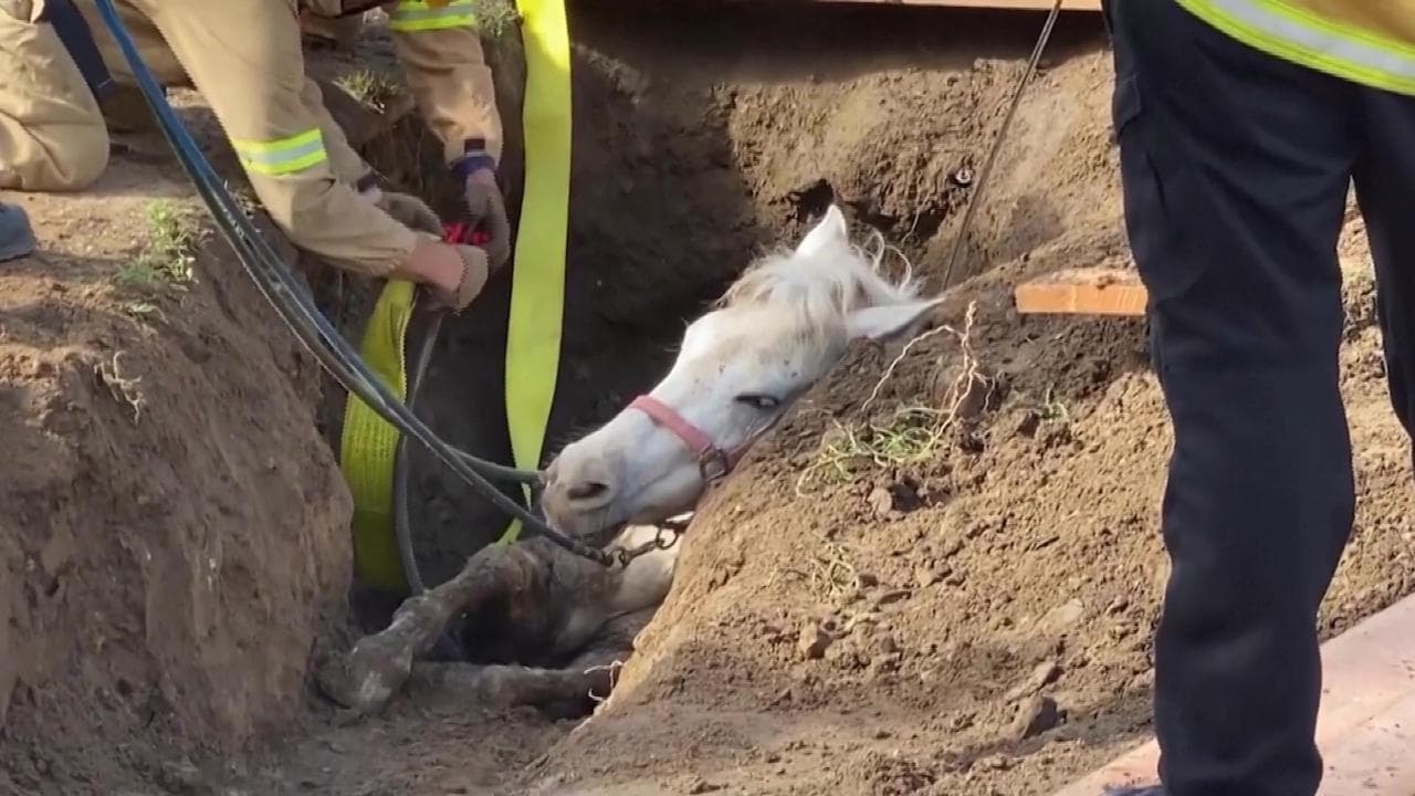 Il cavallo Lucky rimane intrappolato in una dolina, il complicato ...