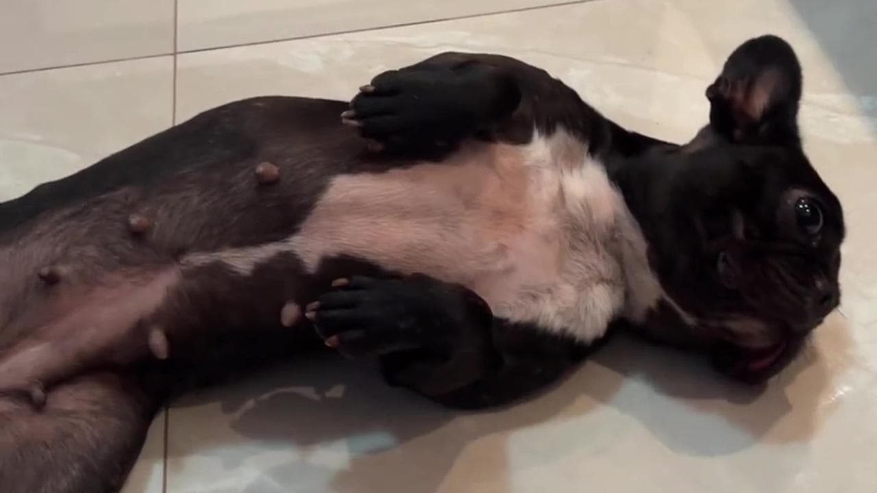 Il cane viene sospeso dall'asilo, il rimprovero a casa è tutto da ...