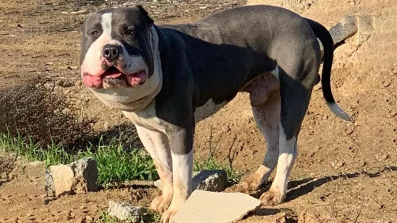 Il cane abbandonato con la catena al collo, dal ritrovamento alla ...
