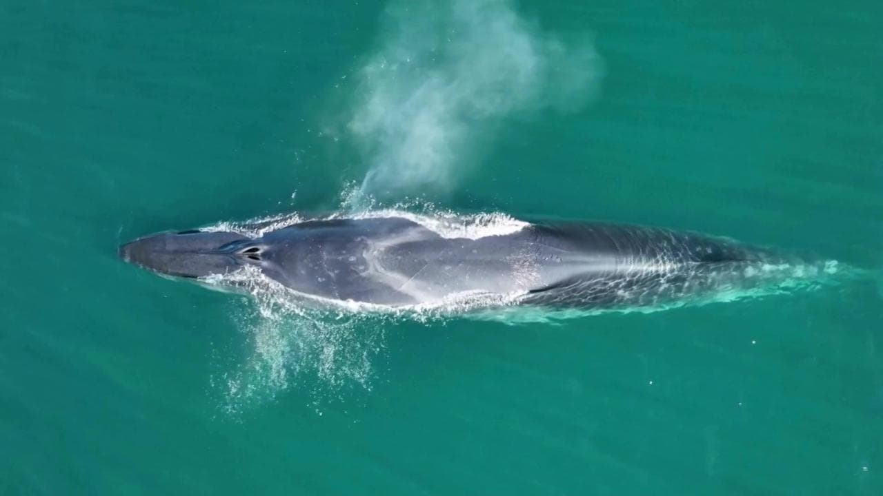 Dopo quasi un secolo avvistata in Patagonia la balenottera boreale, è ...