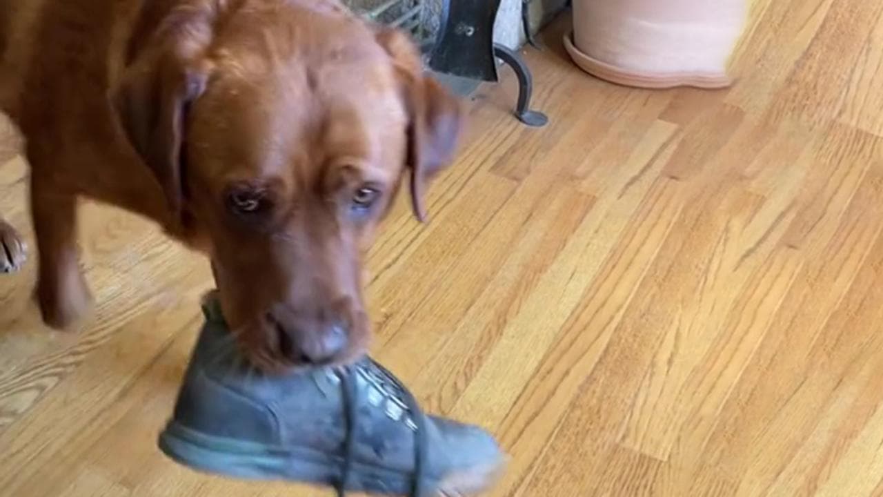 Non passa l'esame da cane guida, ma usa gli insegnamenti per "scopi ...