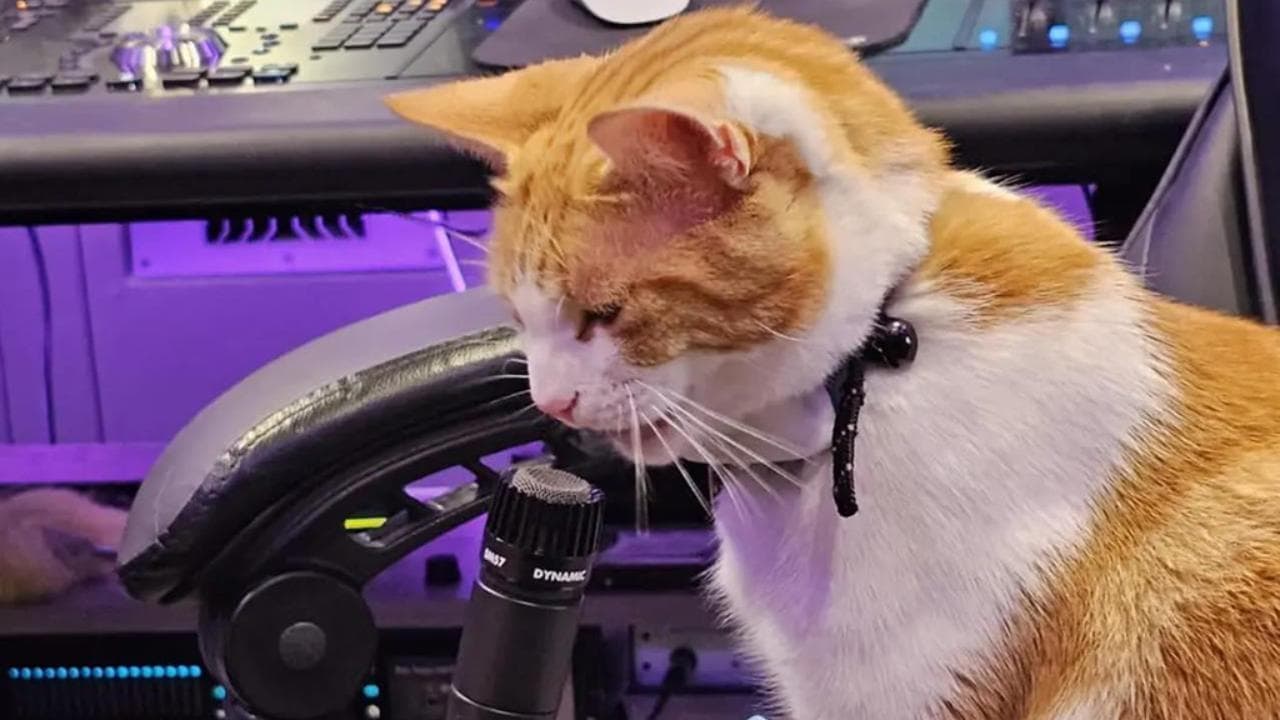 La gatta Nala in versione cantante, l'imperdibile canzone della ...