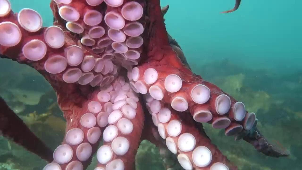 L'incredibile incontro ravvicinato con una piovra: la fotografa viene ...