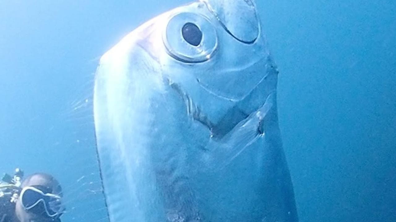 Filmata l'emersione dalle profondità di un pesce remo: leggende dicono ...