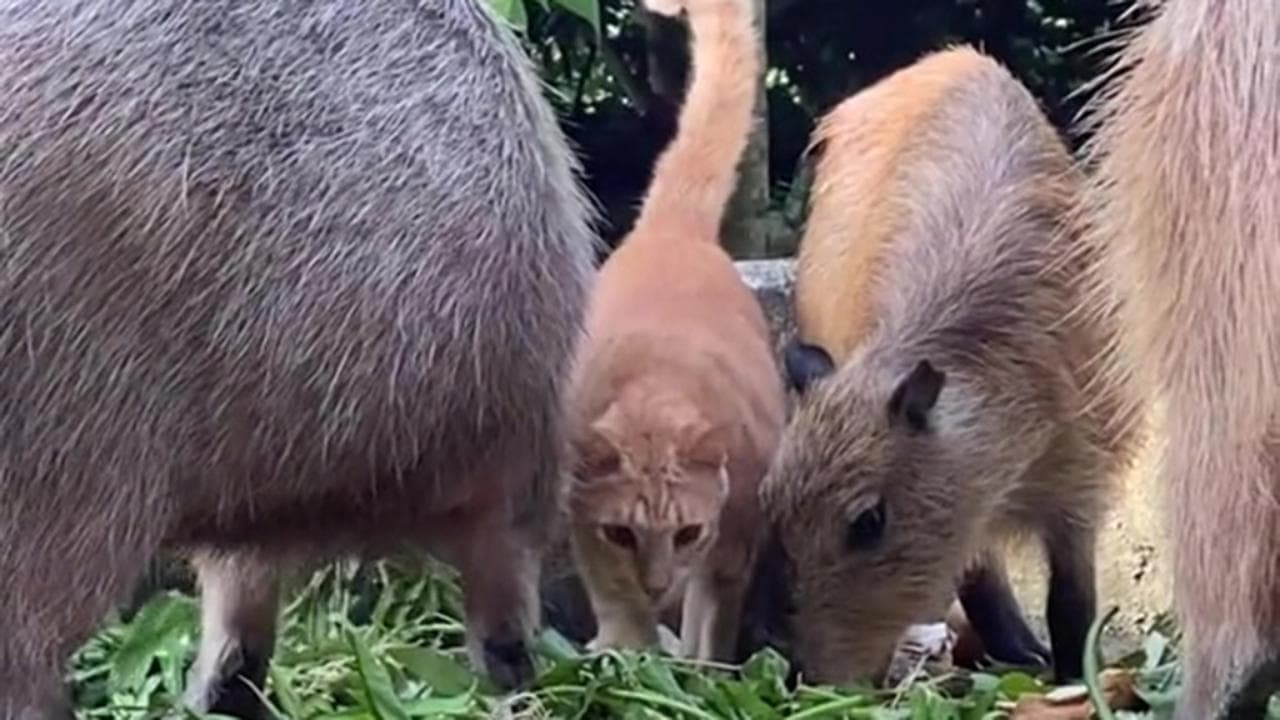 L'insolita famiglia del gatto orfano con i capibara - La Stampa