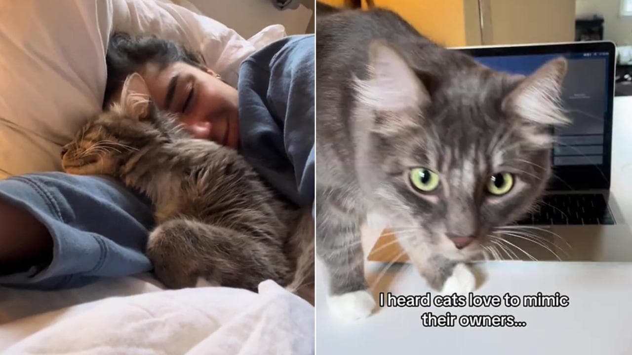 Un pc portatile speciale per il gatto curiosone - La Stampa