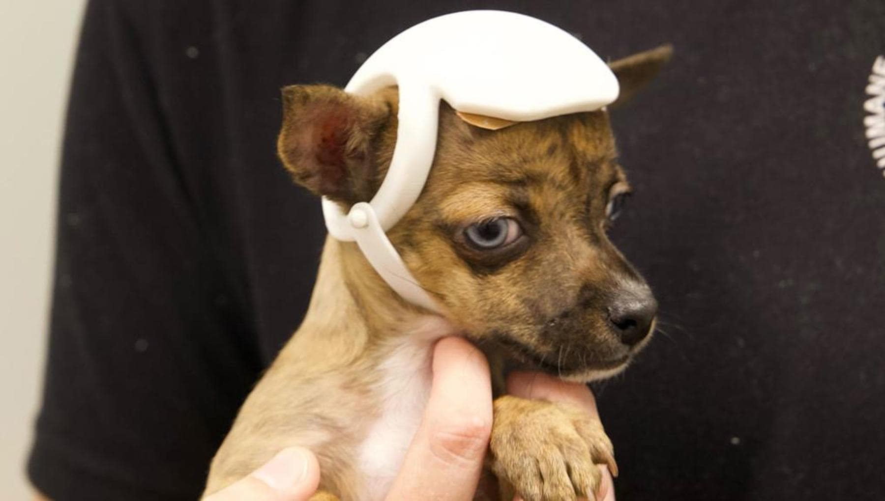 La rara condizione medica del cane Niblett e l’adorabile invenzione per ...