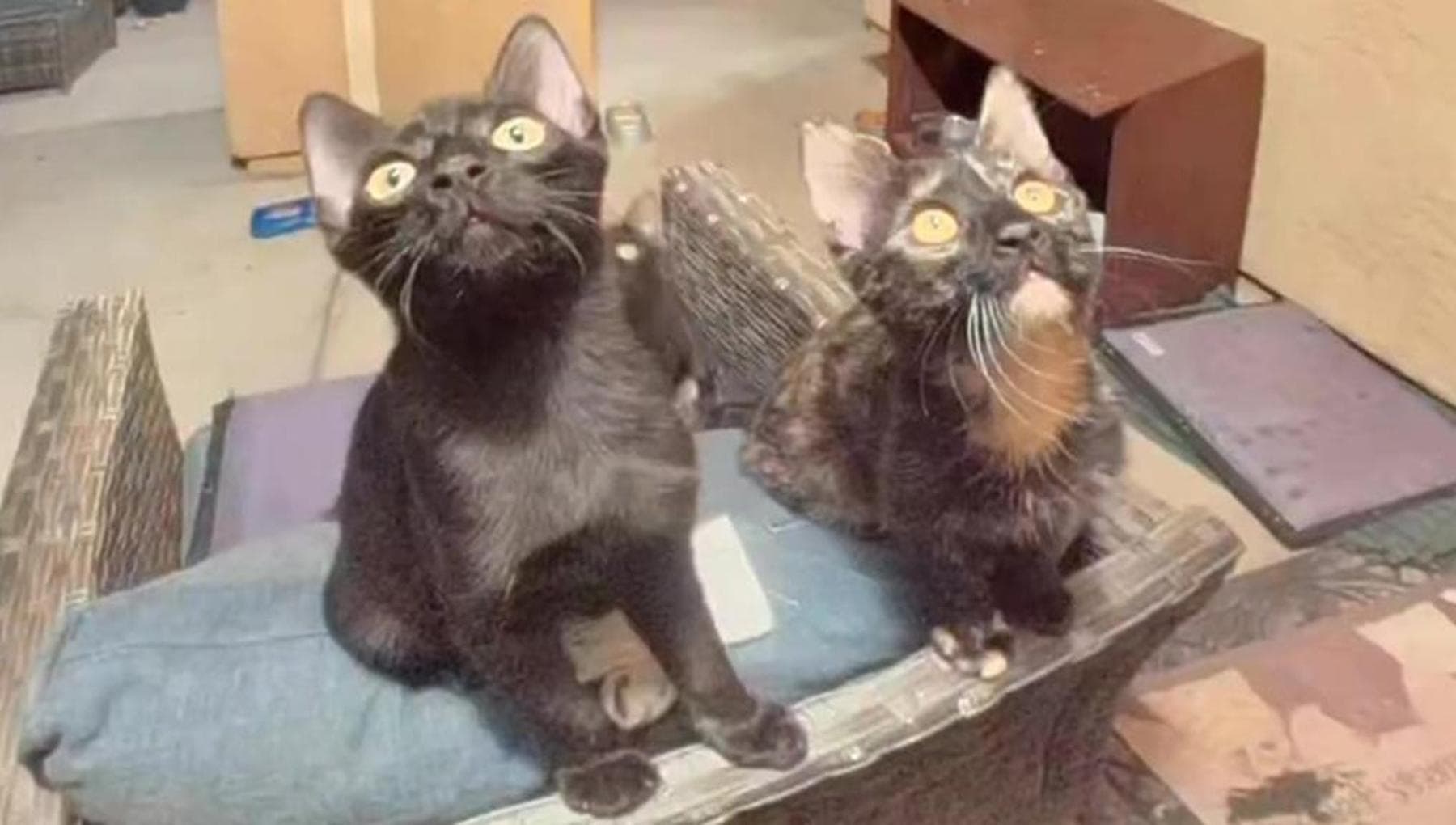 Il campanello suona in piena notte ma è la visita dei gatti che non ti ...