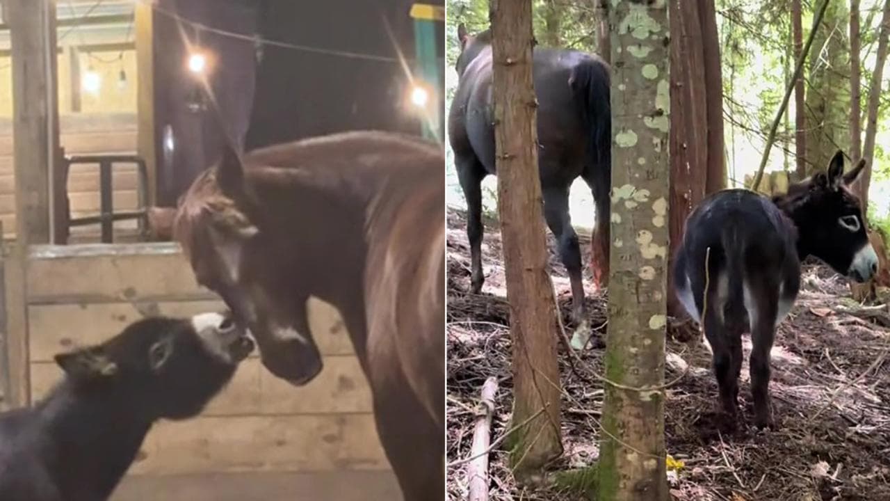 L'asino e il cavallo, l'amicizia speciale dopo la paura - La Stampa