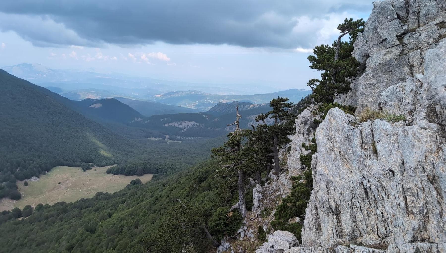 Nella Sila la “giovane foresta vetusta” è rinata - la Repubblica