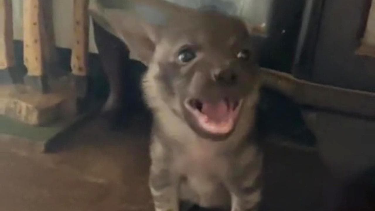 Il cane, la iena e la credulità del web - La Stampa