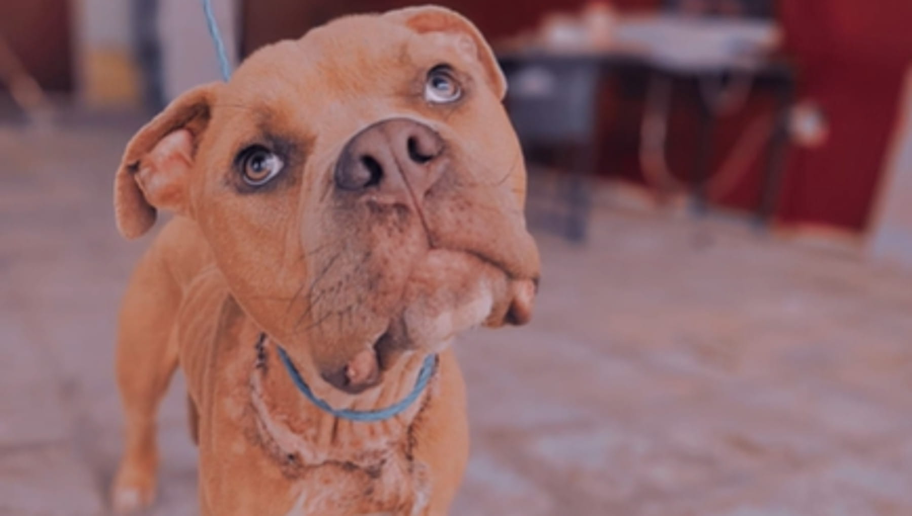 La rinascita di Roy, il cane che “non conosceva altro che il dolore ...
