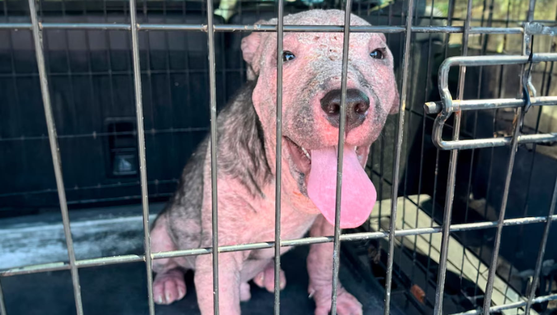 La sorprendente trasformazione di Steven, il cane che non poteva essere ...