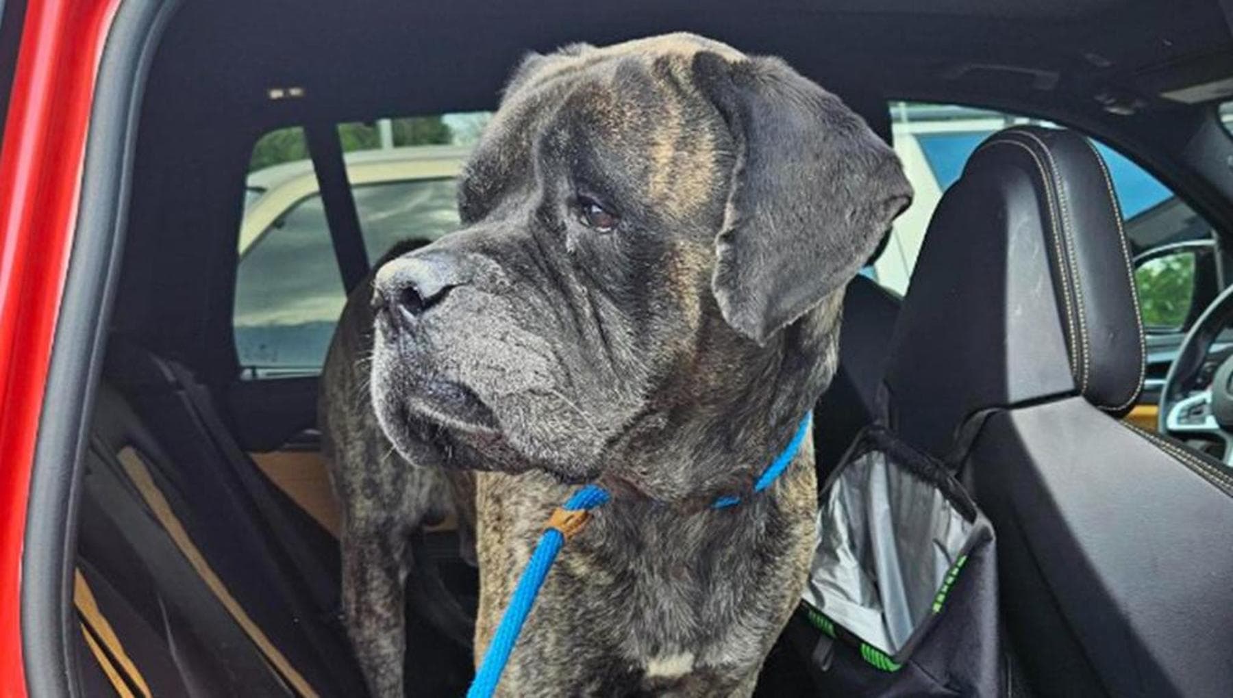 Gettato in un lago per farlo annegare, ora il cane Gator ha una nuova ...