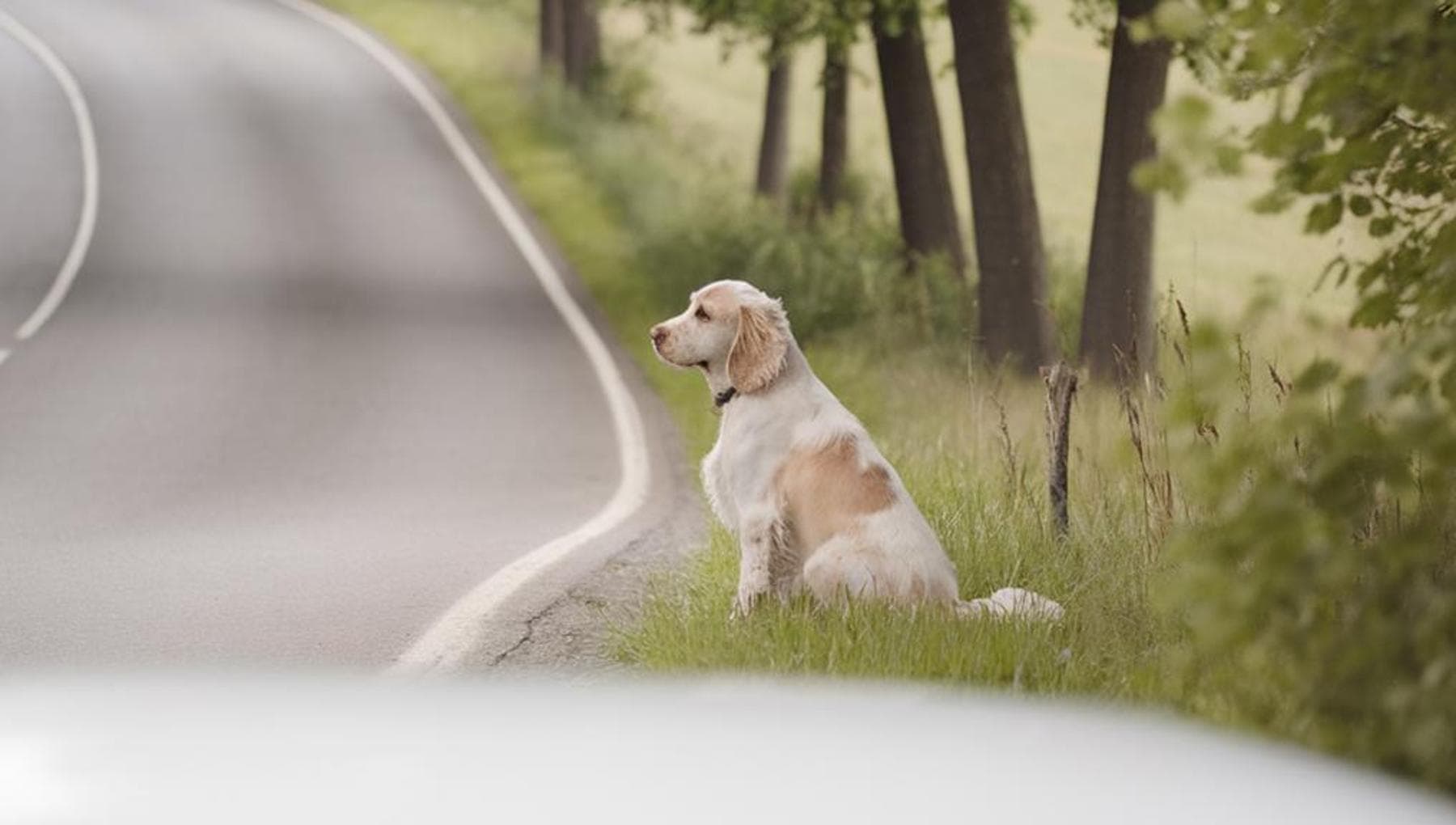 Una coppia in vacanza vede un cane in strada che aspetta che qualcuno ...
