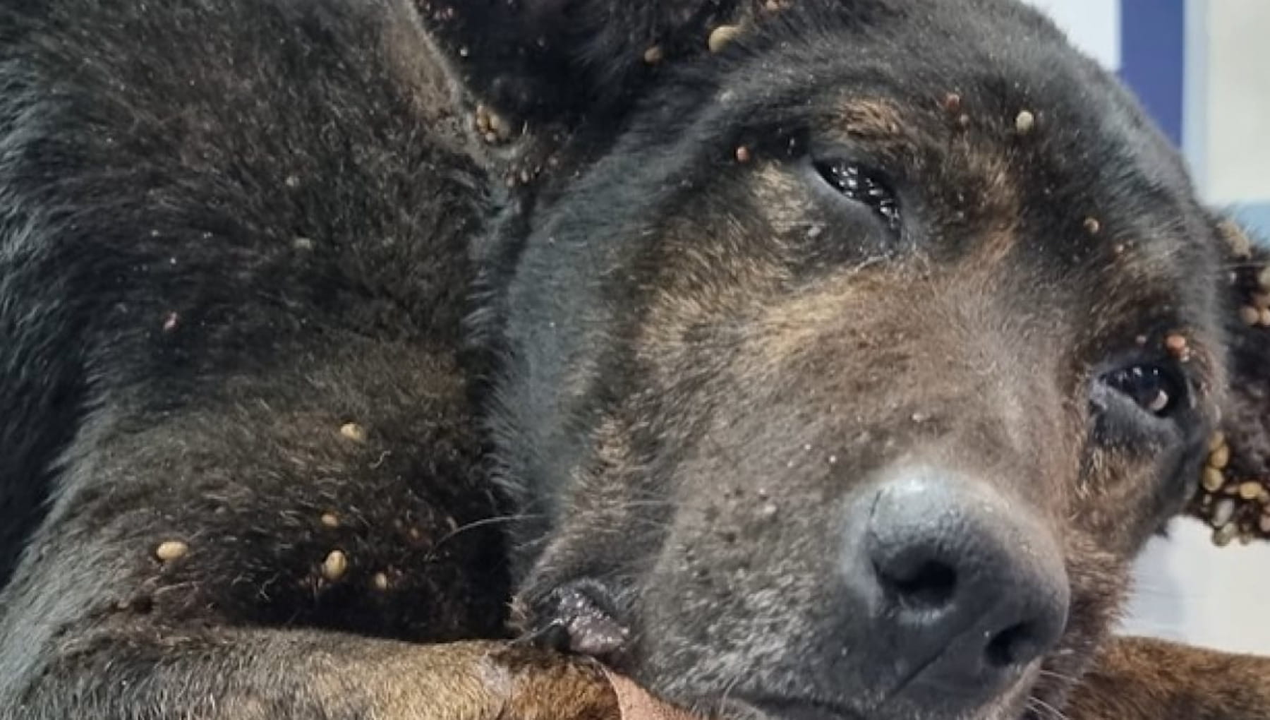 La rinascita del cane Jack dopo l’inferno dell’abbandono con una catena ...