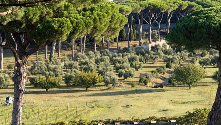 Nella vigna del Papa: a Castel Gandolfo uva resistente e persone ...