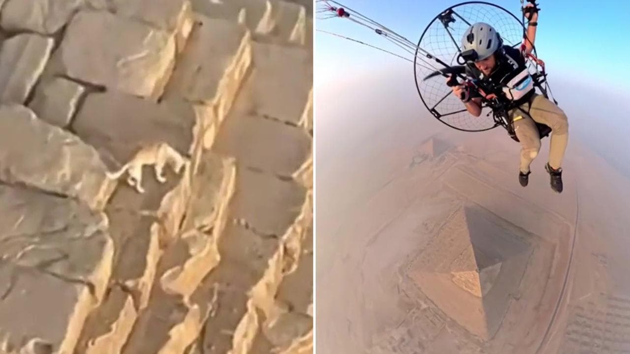 Egitto: c'è un cane in cima alla Grande Piramide di Giza, il luogo ...