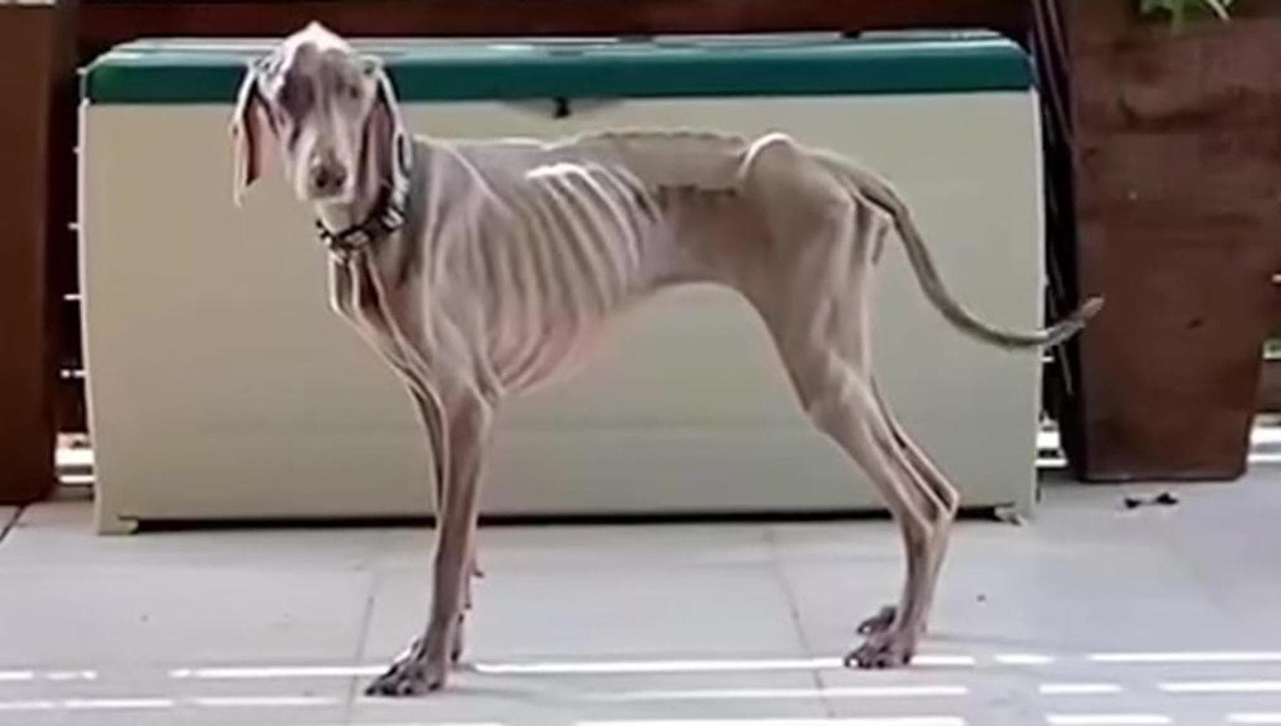 Non riescono a capire perché il cane Harlow continui a dimagrire ...