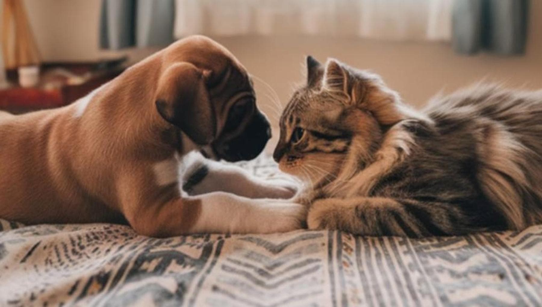 Ma è vero che i cani “cresciuti” dai gatti iniziano a comportarsi come ...