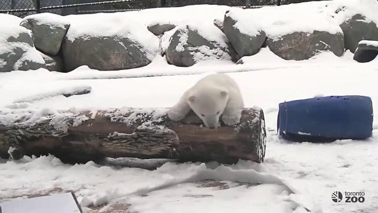 Toronto, l'orsetto polare nato allo zoo scopre la neve - la Repubblica