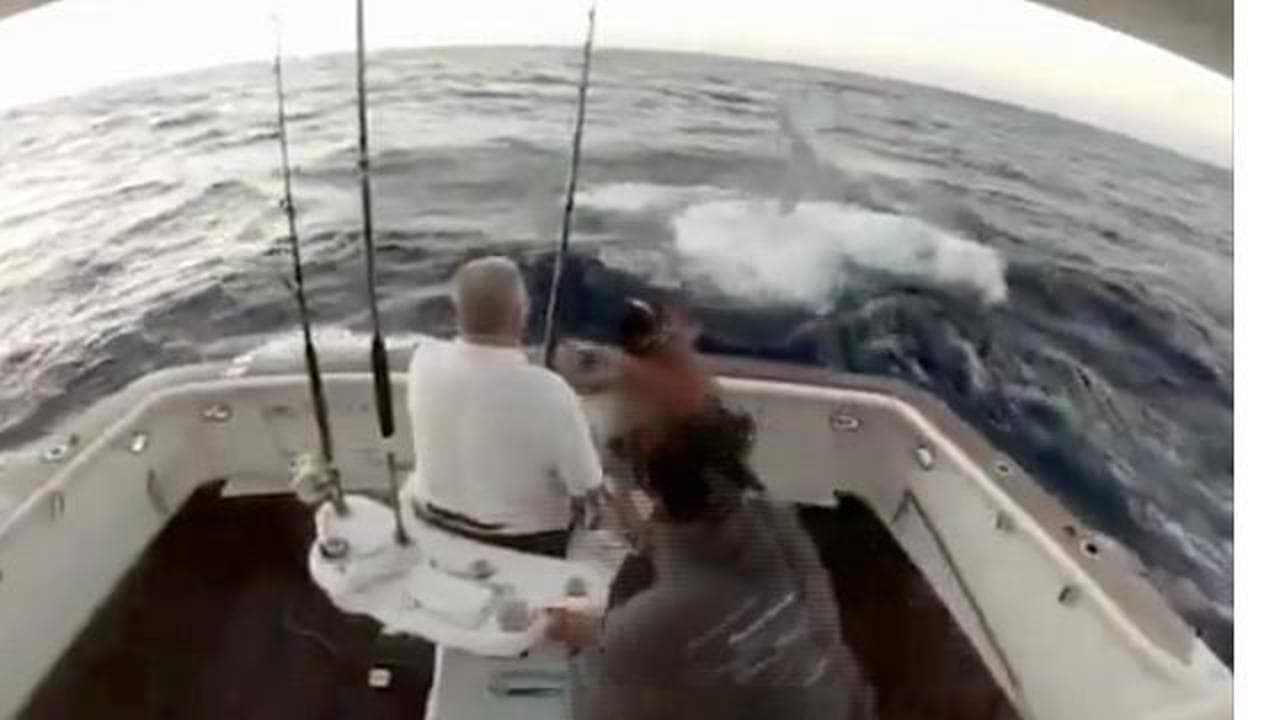 Panico a bordo: un Marlin salta in barca e il pescatore in mare - la ...