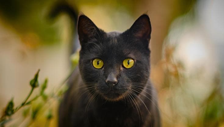 17 novembre, Giornata del gatto nero: sette falsi miti da sfatare - La ...