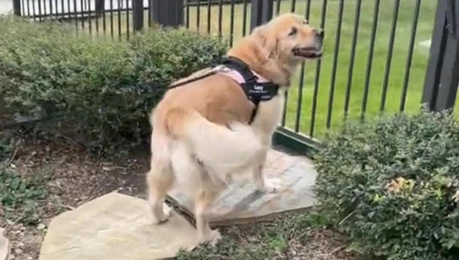 Il cane Lucy della vicina anziana non esce mai di casa, una donna trova ...