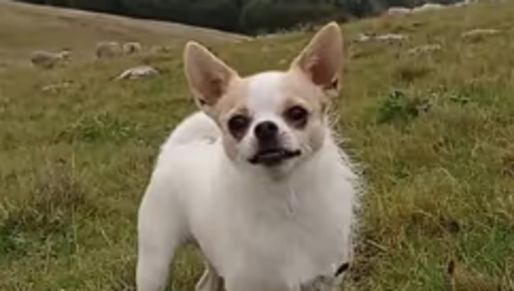Incontra Obi Wan, il primo cane Chihuahua da pastore: “Come guida lui ...