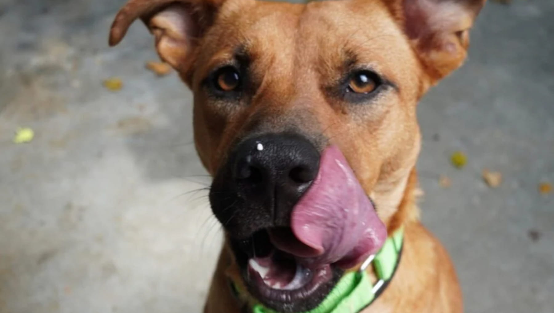 Il cane Nancy è inciampato nelle sue stesse zampe e ha trovato l’anima ...