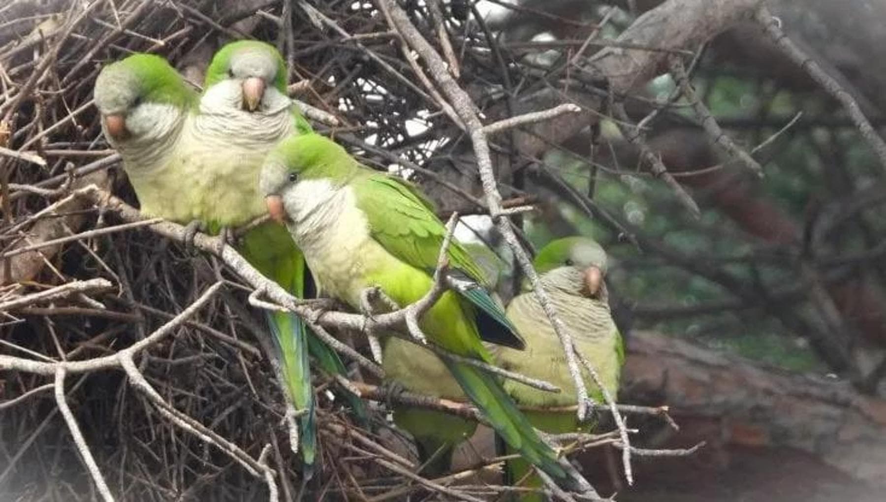 “I pappagalli verdi sono specie invasive, bisogna arginarli” - la ...