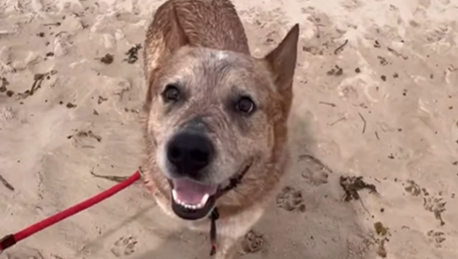 "Non toccarmi": Finn, il cane dalla sensibilità rara che insegna il ...