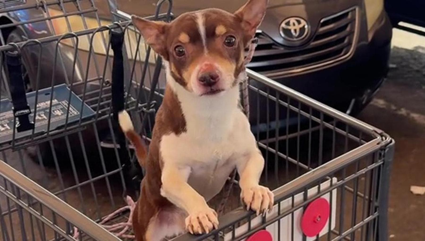 Il mistero del piccolo Roy, il cane trovato abbandonato in un carrello ...