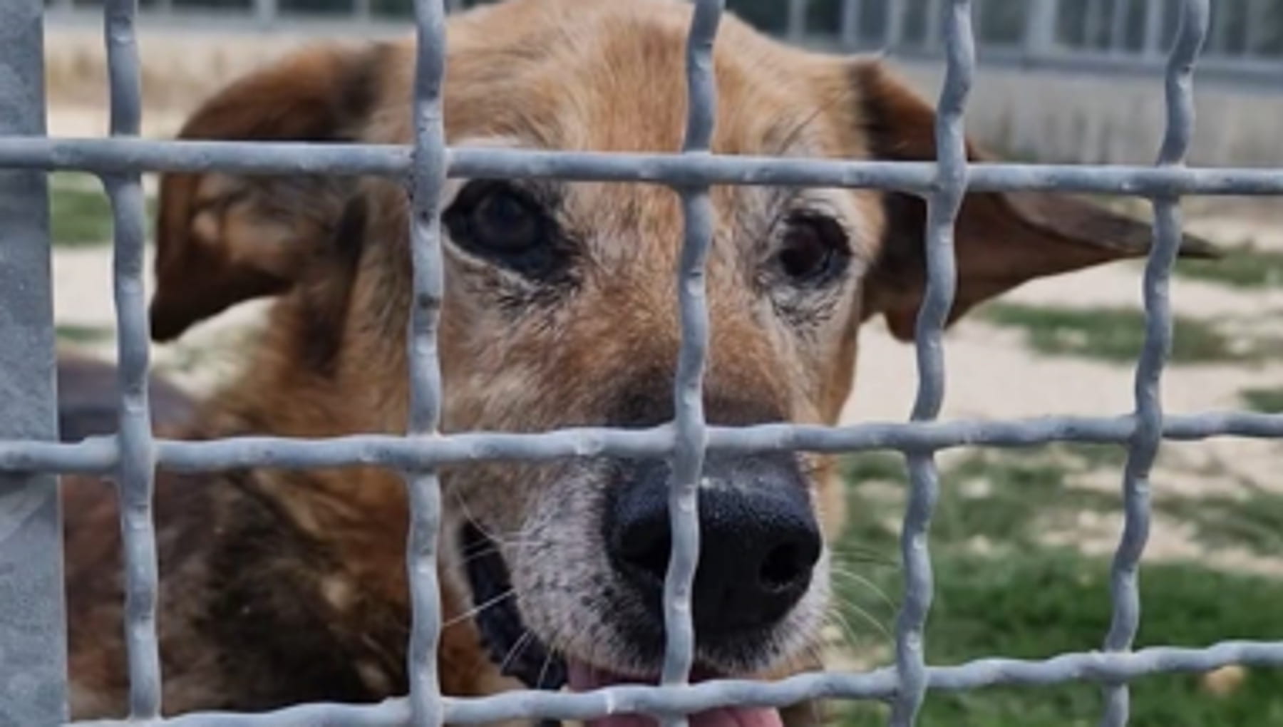 Ultimo, il cane dimenticato che da sette anni sogna una carezza - La Stampa