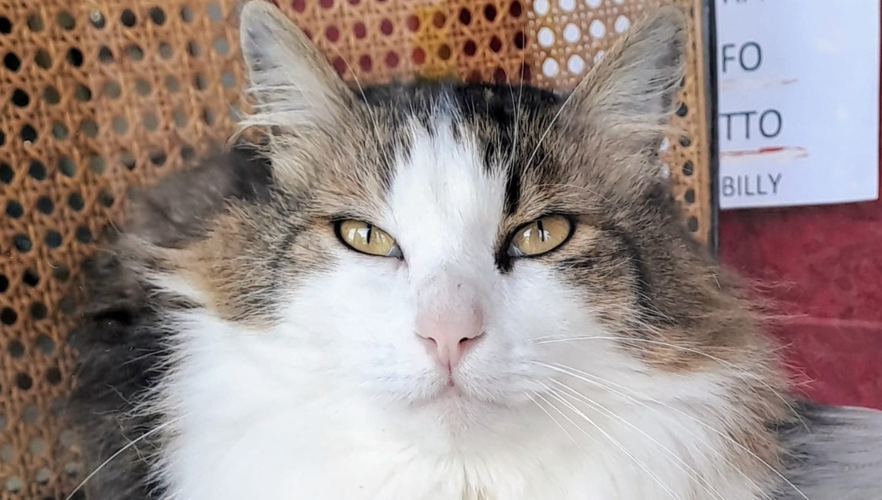 Billy, il gatto di Conegliano Veneto che va in giro sulla spalla del ...