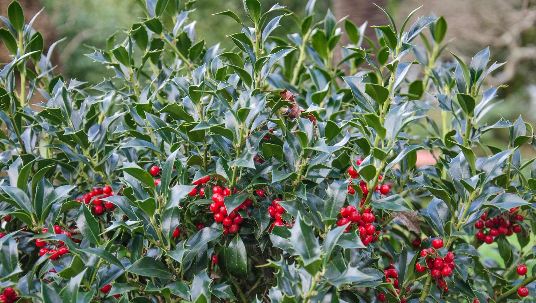 Agrifoglio, come prendersi cura della pianta dalle bacche rosse - la ...
