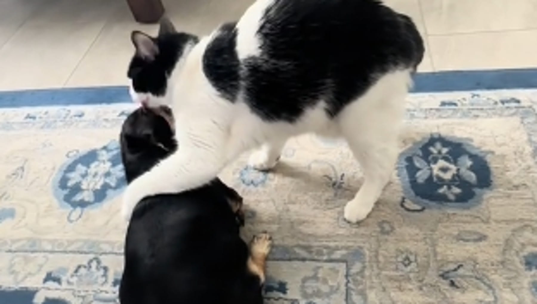 La storia che si nasconde dietro l’abbraccio fra il gatto Cal e il cane ...