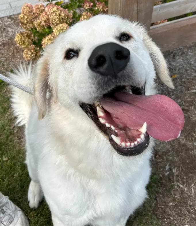 Dopo 268 giorni in rifugio, il cane Timmy trova una famiglia: l’addio ...