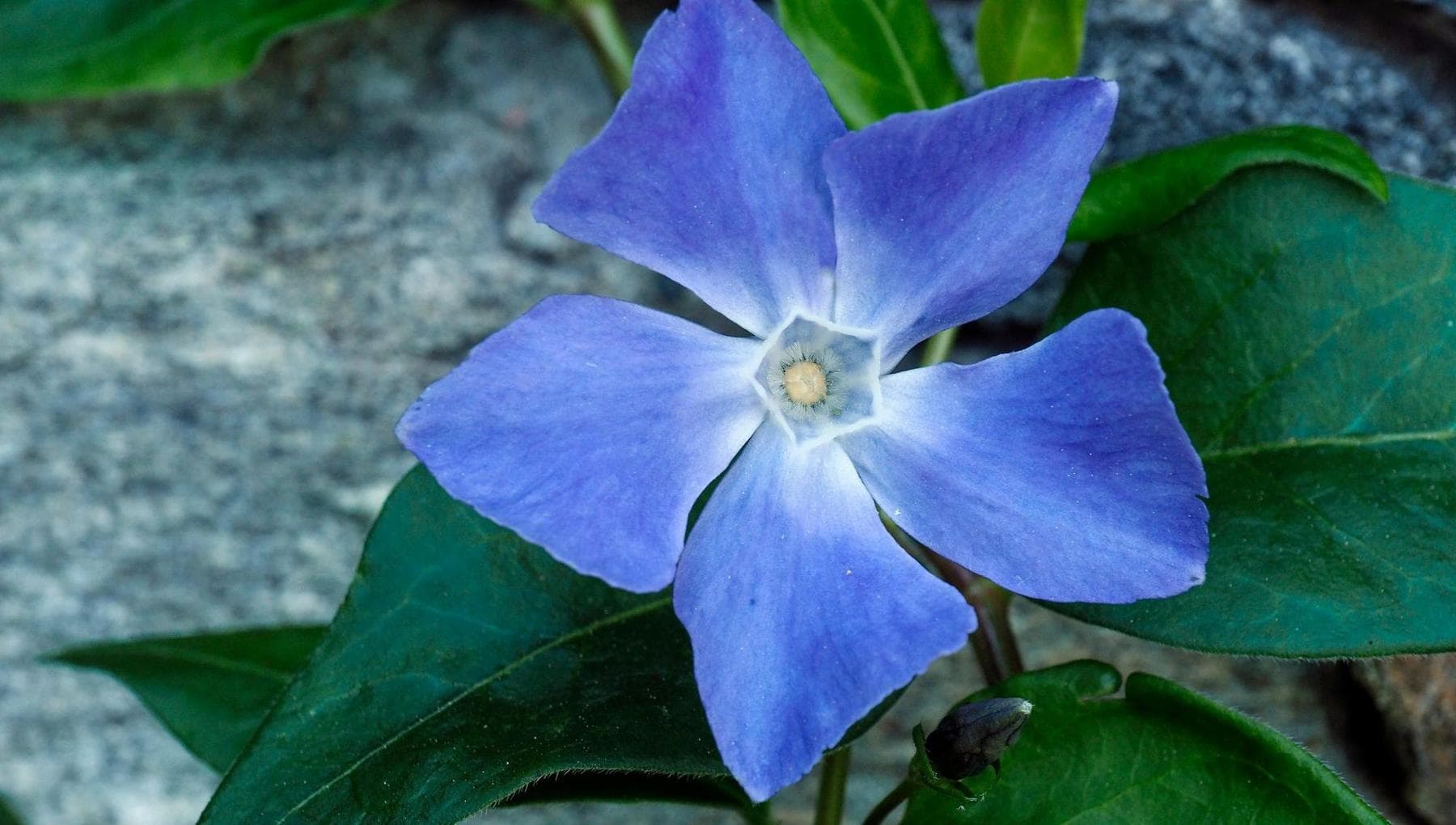 Pervinca: coltivazione, cura ed esposizione - la Repubblica