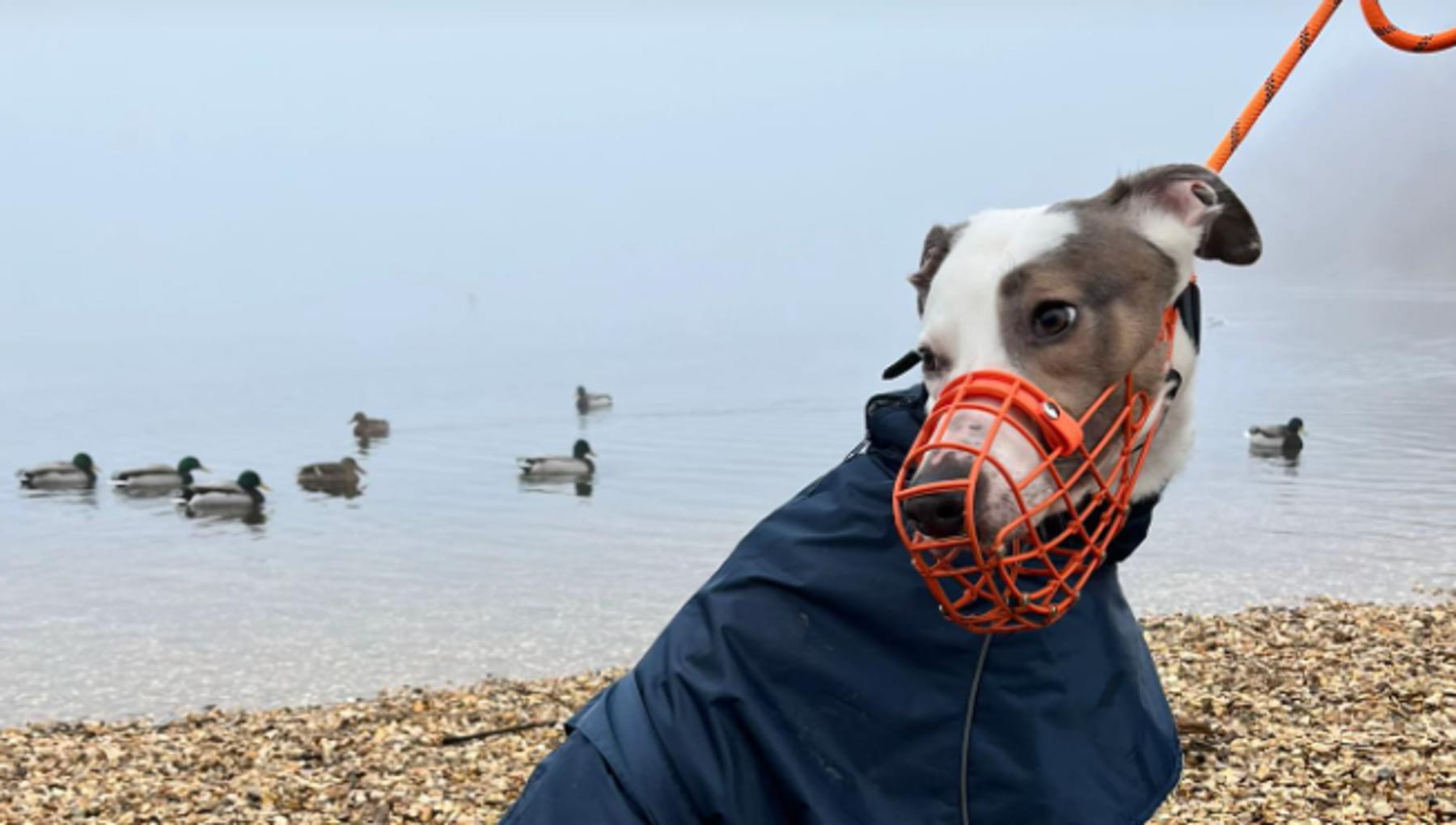 Il cane Bruce è così reattivo che “mi hanno detto di sopprimerlo, ma io ...