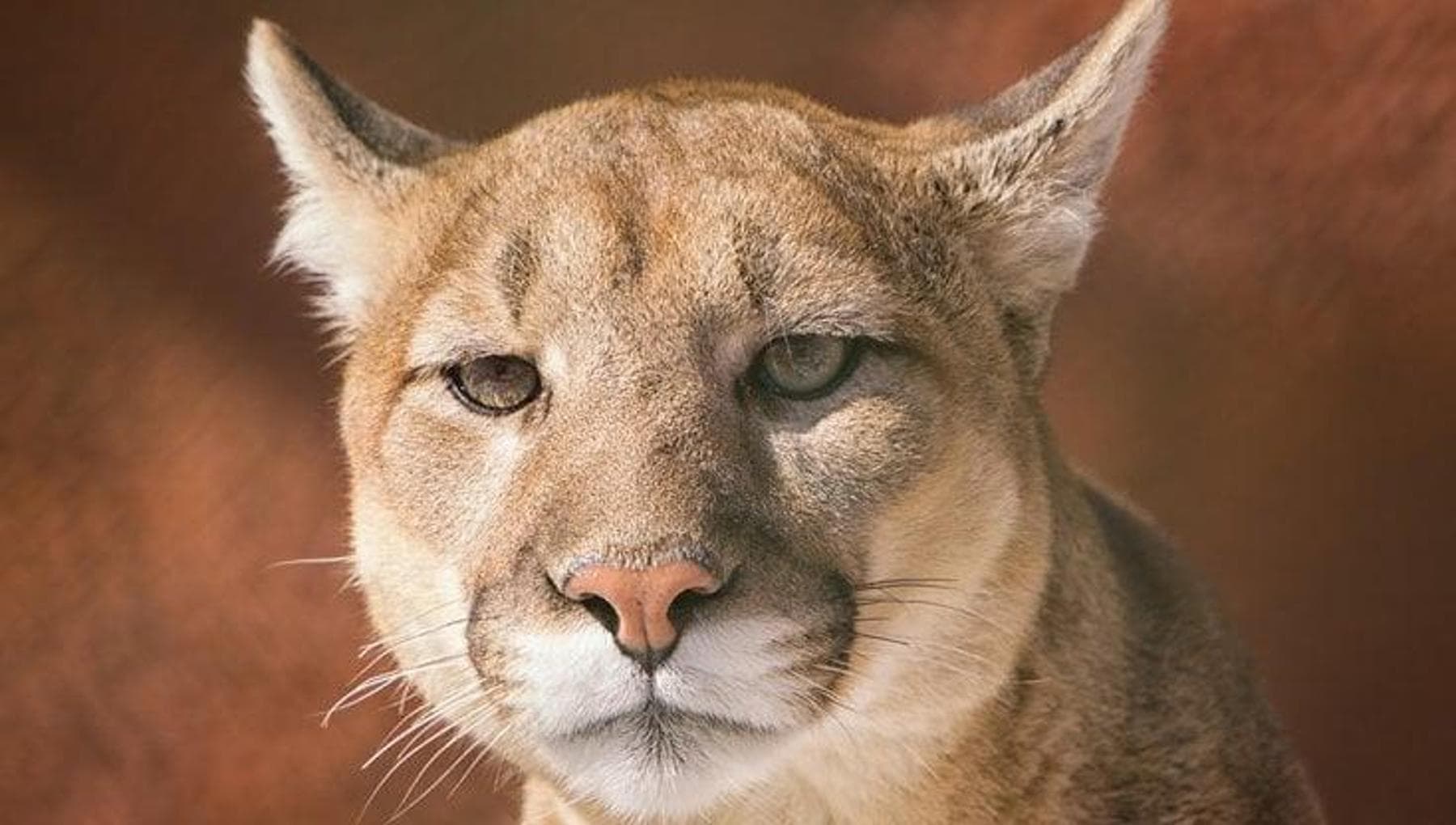 A portare i puma all'estinzione è la "mentalità umana". Ecco perché ...