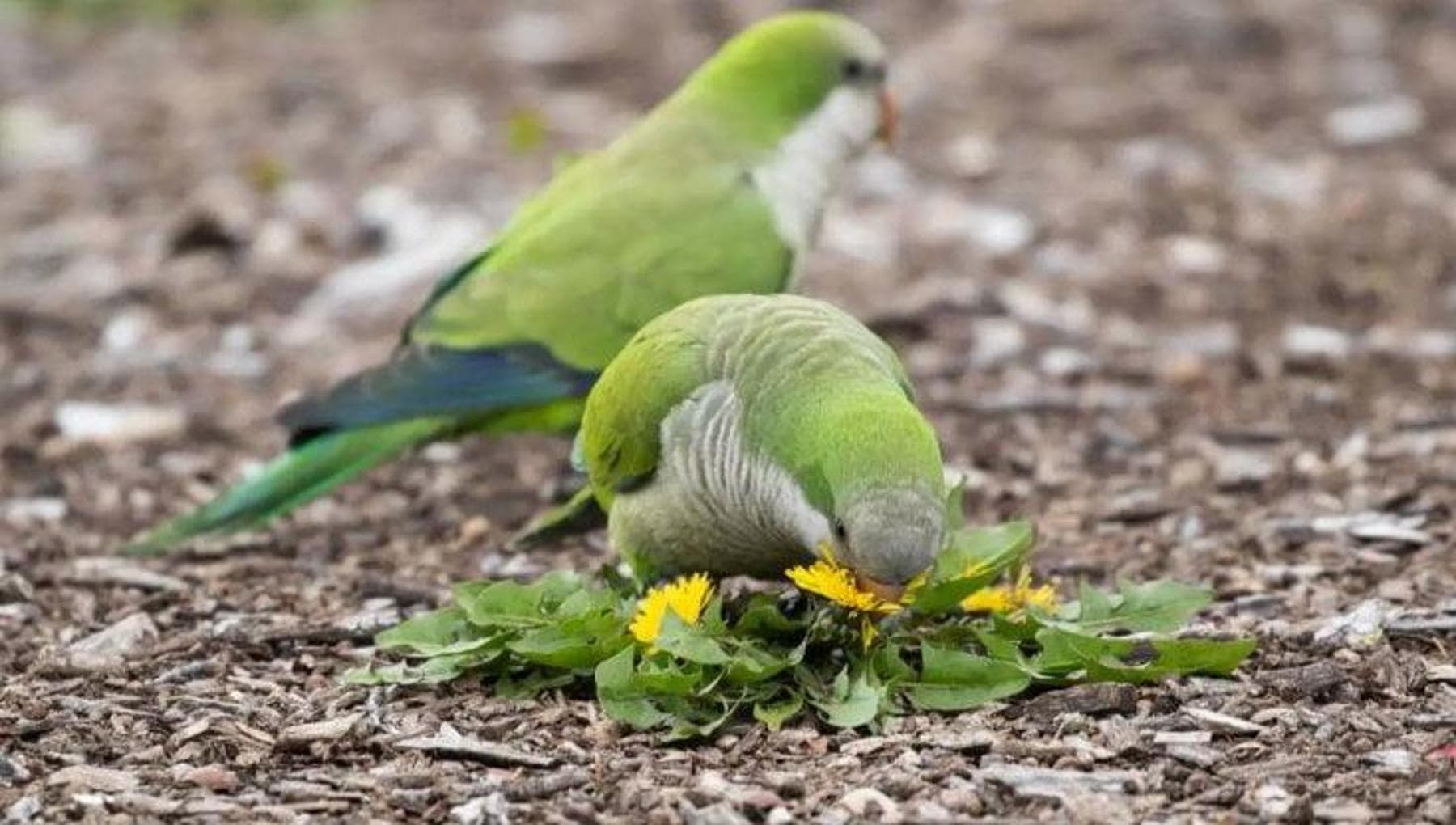 Caccia ai parrocchetti monaco? La Puglia chiede aiuti contro la specie ...