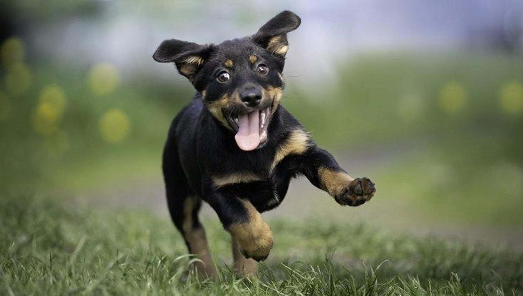 Qual è la personalità del tuo cane? Fai questo test per scoprirlo - La ...