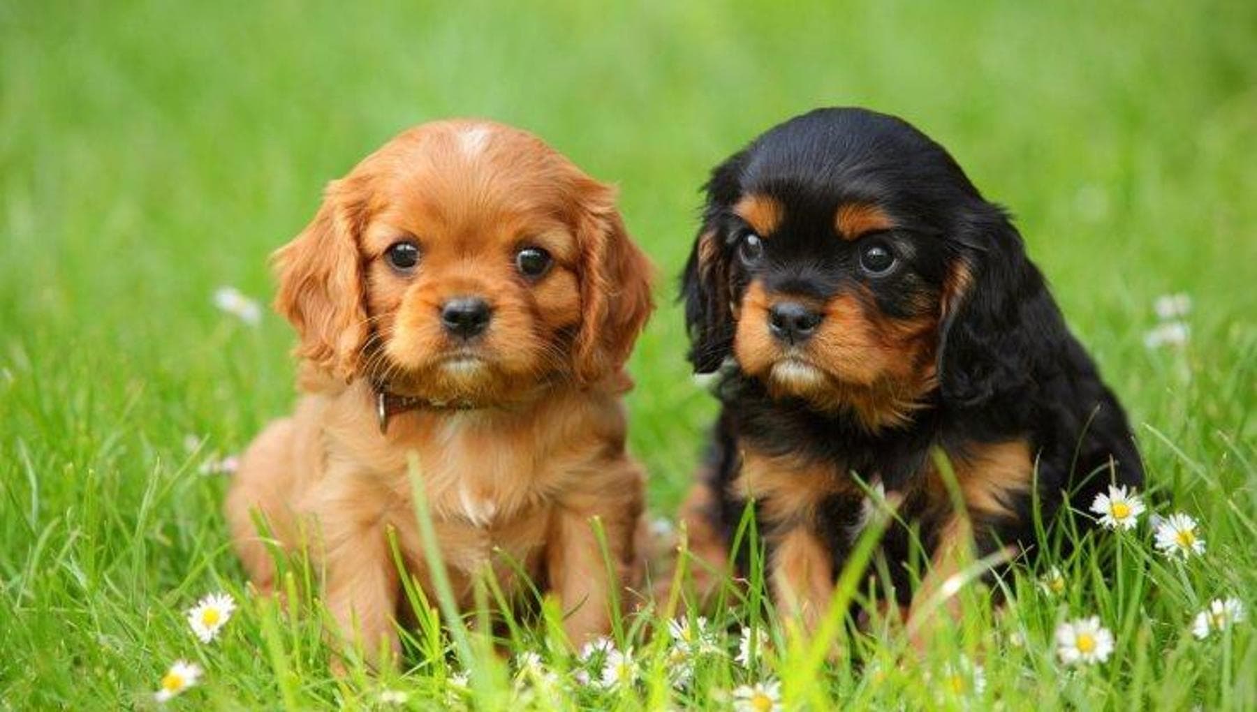 Le razze dei cani dovrebbero essere “riprogrammate” per fermare i ...