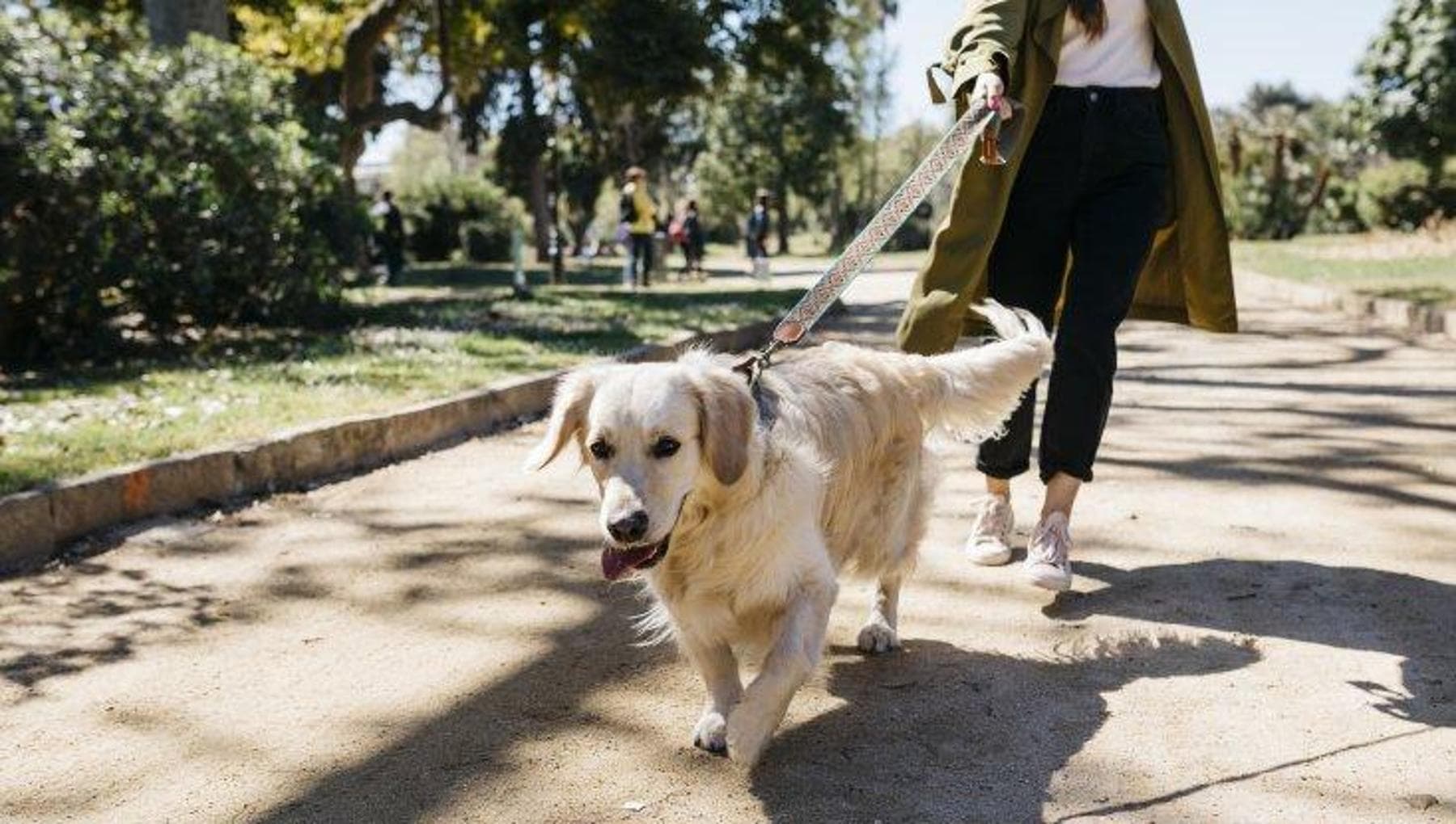 Perché i cani abbaiano ad alcune persone e non ad altre? - La Stampa