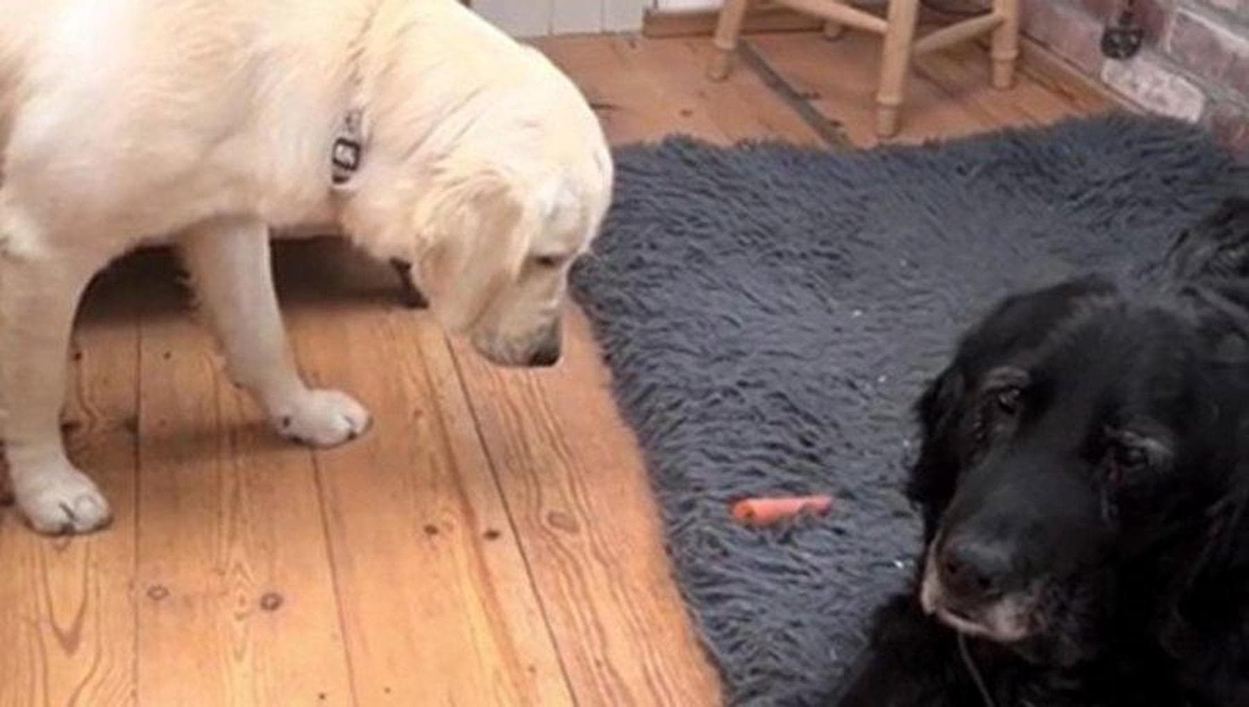 La mission impossibile del cane Minna per rubare una carota è tutta da ...