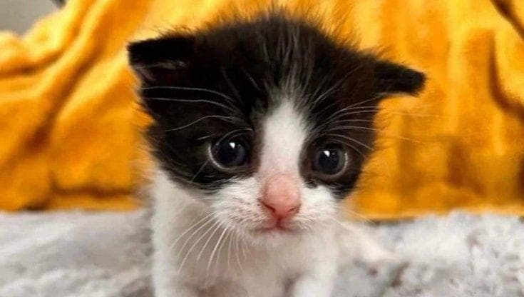 Il gatto Zuko ha miagolato così tanto da aver perso la voce, ma ha ...